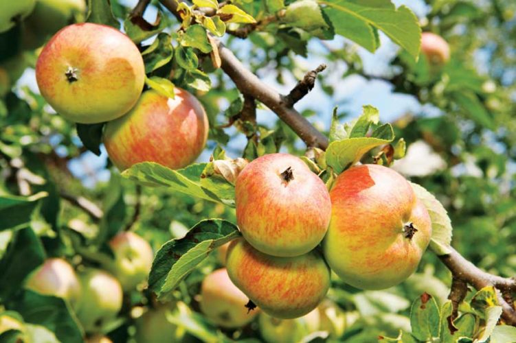 Heirloom Apple Varieties List - Grit